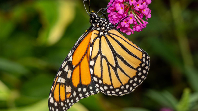 Projet Monarch [MK Ultra] ⋆ Blog de Mr.S